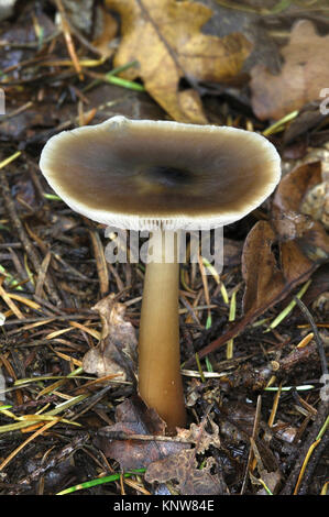 Butter cap mushroom, Rhodocollybia butyracea Stock Photo - Alamy