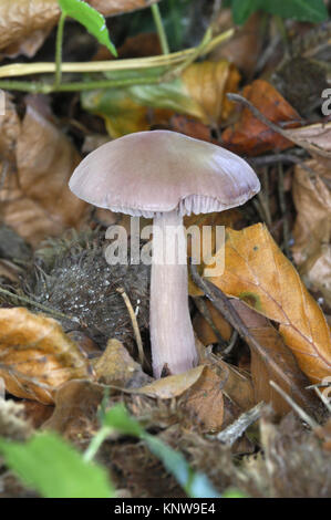 Lilac Mycena Fungus - Mycena pura Stock Photo - Alamy