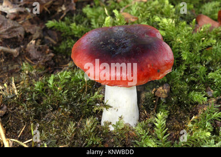 brittlegills (Russula) Fungi Stock Photo - Alamy