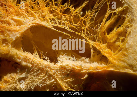 Fibrils and internal structure of pumpkin vegetable cavity showing ...