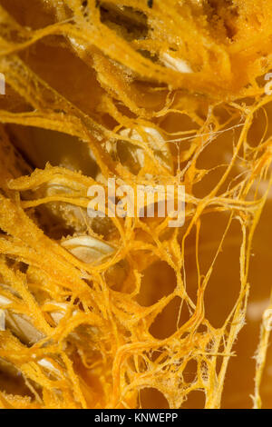 Fibrils and internal structure of pumpkin vegetable cavity showing ...