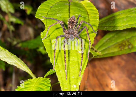 Spider in the understory of montane rainforest in the Cordillera del ...