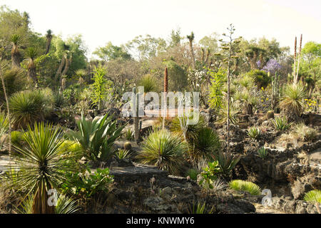 Native plants at the UNAM botanical garden, Mexico City, Mexico Stock ...
