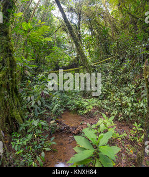 Montane rainforest covered in moss. YUS Conservation Area, Huon ...