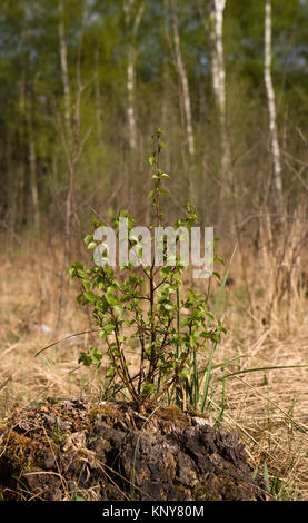 tree stump with new born tree in the forest on nature background Stock ...