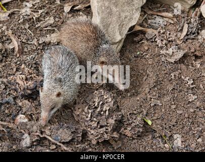 Tailless tenrec or Common tenrec (Tenrec ecaudatus), Peyrieras Nature ...
