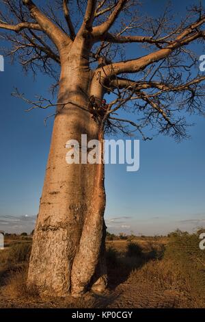 Baobab tree (Adansonia grandidieri renala), Morondava, Madagascar ...