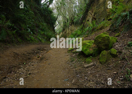 Ancient Sunken Lane - Hell Lane, from North Chideock to Symondsbury ...