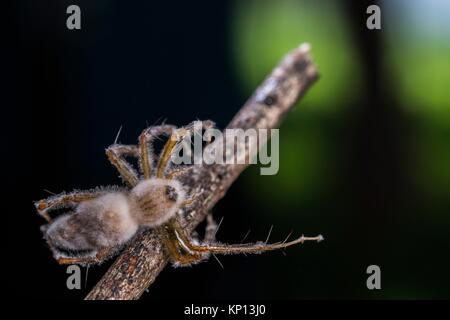 Dead jumping spider. Image taken at Kampung Skudup, Sarawak, Malaysia ...