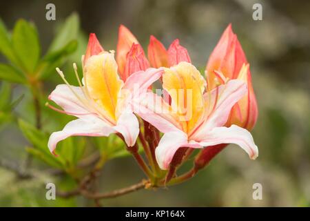Western azalea (Rhododendron occidentale), Azalea Park, Brookings ...