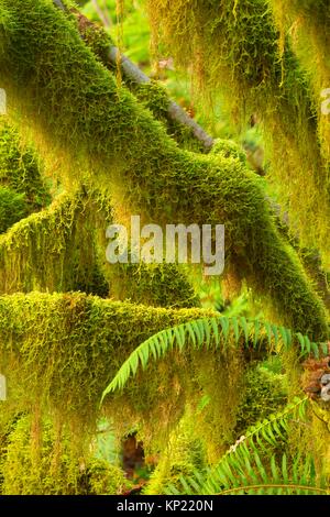 Vine Maple tree (Acer circinatum) in fall, North Cascades, October ...