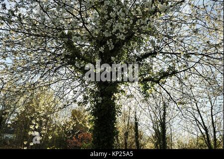 Wild cherry tree in bloom Stock Photo - Alamy