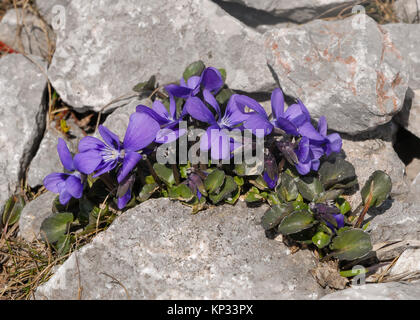 Alpine violet (Viola alpina Stock Photo - Alamy