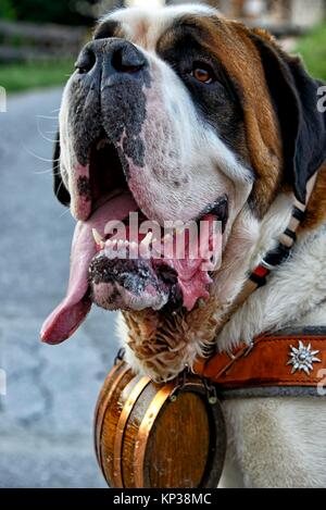 Close up of a Saint Bernard dog, isolated on white background Stock ...
