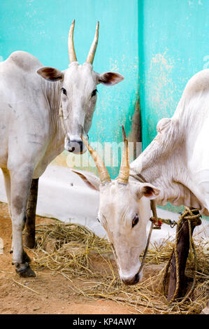 Indian white cow with long horns, Tharparkar cow otherwise known as ...