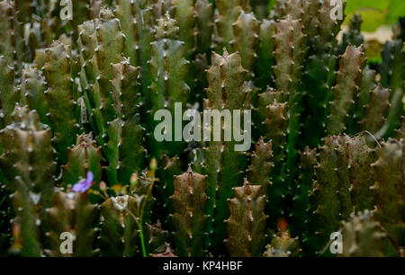 Moroccan mound cactus plant Stock Photo - Alamy