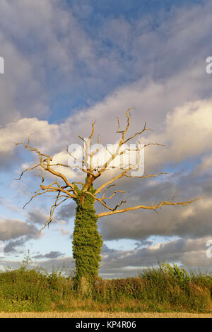 A dead, lightning-struck tree in the grounds of Featherstone Castle ...