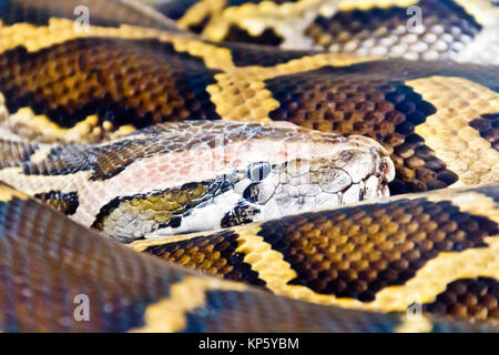 Photo of reticulated python head in full face Stock Photo, Royalty Free ...