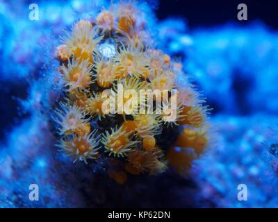 Coral polyps, Tubastrea sp Stock Photo - Alamy
