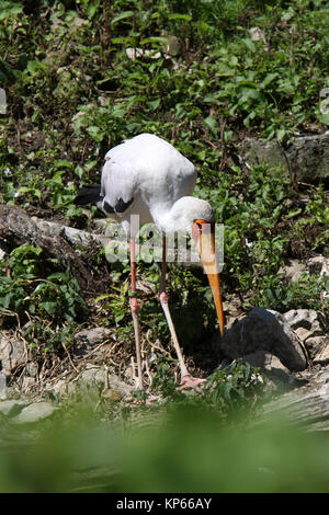 glutton (mycteria ibis Stock Photo - Alamy