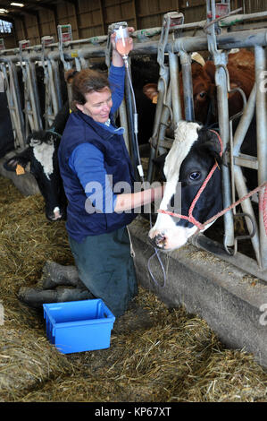 Domestic cattle, vet injecting cow, antibiotic, viramine, steroid ...