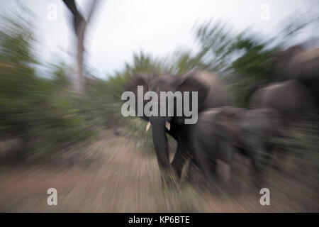 blur in south africa old town near the mountain and tree Stock Photo ...