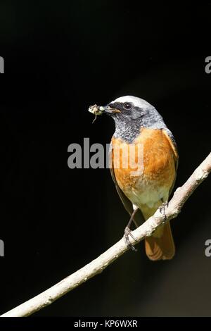 Redstart with larva Stock Photo - Alamy