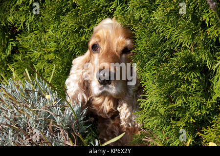 Young red English Cocker Spaniel dog on green grass background Stock ...