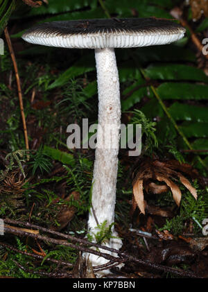 Amanita pachycolea, commonly known as the western grisette, growing in ...