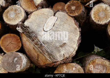 Amrum (Germany) - Pile of tree boles Stock Photo - Alamy