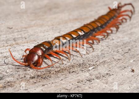 Chinese Red Head, Giant Centipede, Jungle Centipede, Orange Legged ...