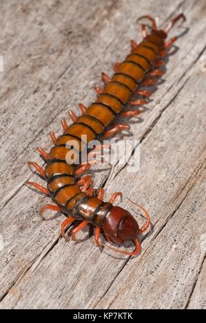 Chinese Red Head, Giant Centipede, Jungle Centipede, Orange Legged ...