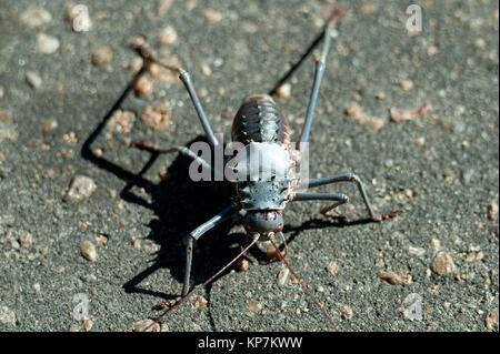 Armoured cricket Acanthoplus Discoidalis Stock Photo - Alamy