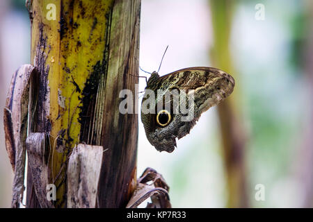 insect butterfly eye organ moth homey domestic tagpfauenauge edelfalter ...