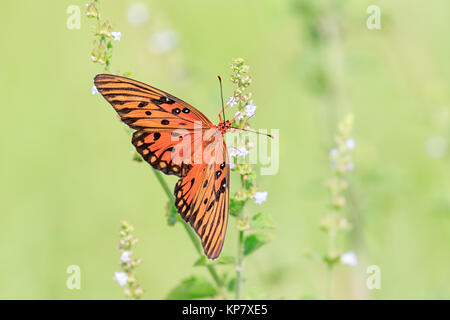 Fritillary Butterfly Golden Orange Color With Spots in Central Florida ...