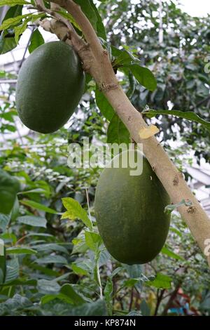 Leaves of a calabash tree (Crescentia cujete) - Florida, USA Stock ...