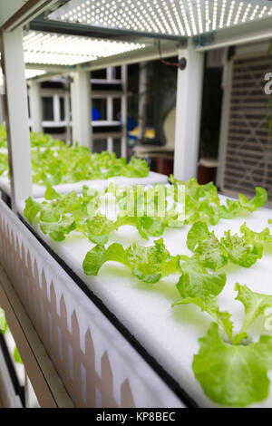 Small Arugula Plants growing in Hydroponic culture Stock Photo - Alamy