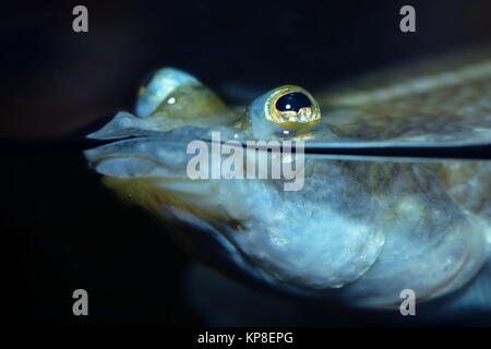 Four-eyes (Anableps anableps), eye Stock Photo - Alamy