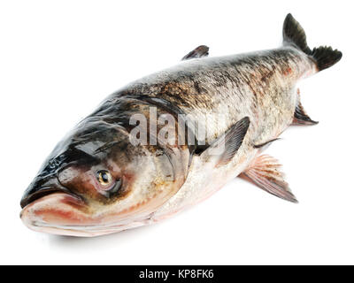 bighead carp on white background Stock Photo - Alamy
