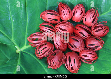 Fresh whole mace from nutmeg on tropical leaf background Stock Photo ...