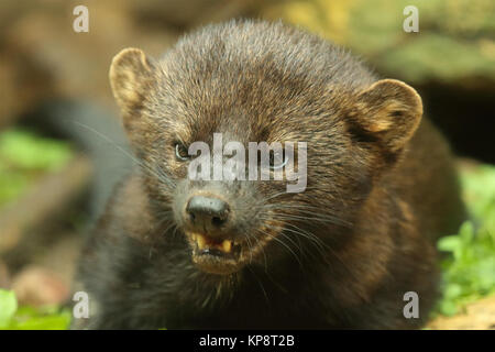 A Fisher giving a low growl Stock Photo - Alamy
