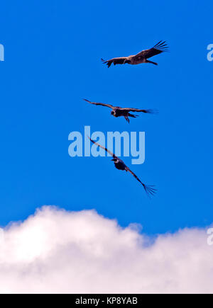 Condors flying in Patagonia. Santa Cruz. Argenitna Stock Photo - Alamy