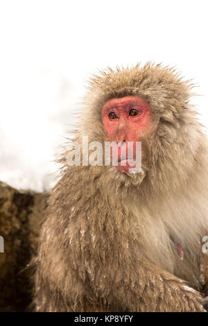 Snow monkey in jump. Winter season. The Japanese macaque ( Scientific ...