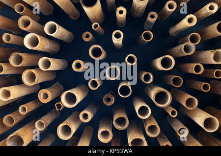 A cross section of natural yellow bamboo growing in a mass planting ...