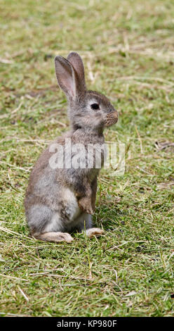 hare child on green meadow Stock Photo - Alamy
