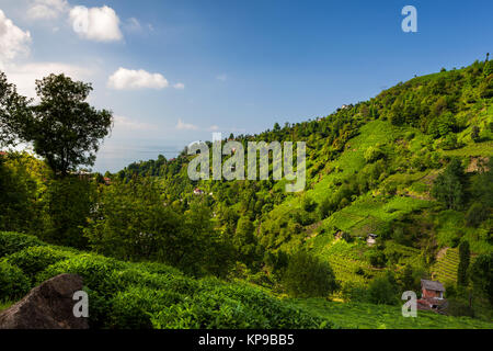 tea fields - Rize - Turkey Stock Photo - Alamy