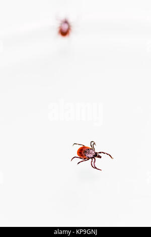 Study and analysis of ticks ( amblyomma variegatum ) by the animal ...