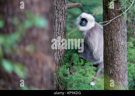 Kashmir gray langur (Semnopithecus ajax), perches feeding in the snow ...
