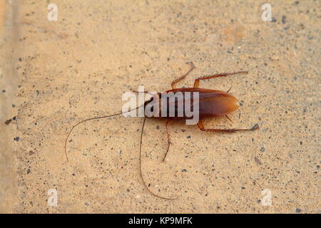 Blatta orientalis, Oriental cockroach Stock Photo - Alamy