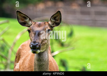 deer, hind, roe, hart, stag, deer, hind, roe, hart, stag, dammwild ...